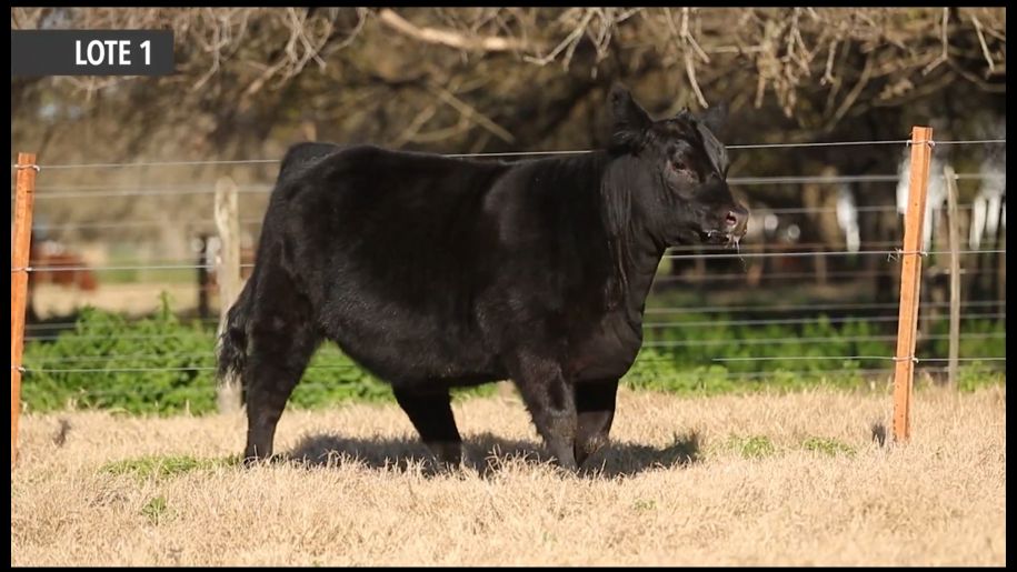 RUBETA 8254 MULATA - LOTE 1