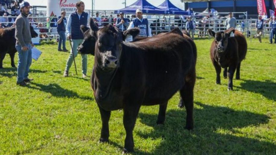 La semana Angus de primavera consagró sus mejores lotes.